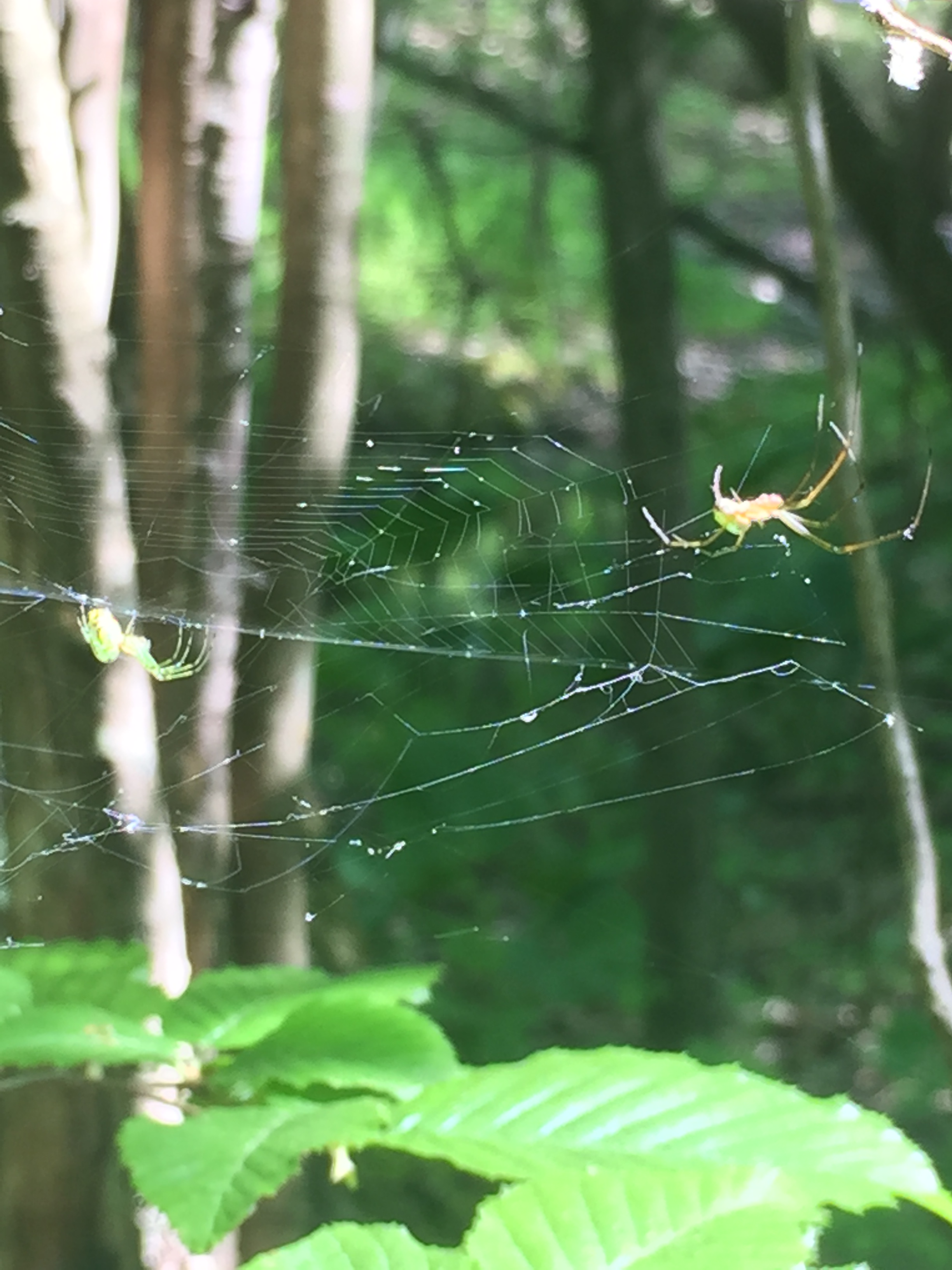 Green spiders in summer – SpiderMentor