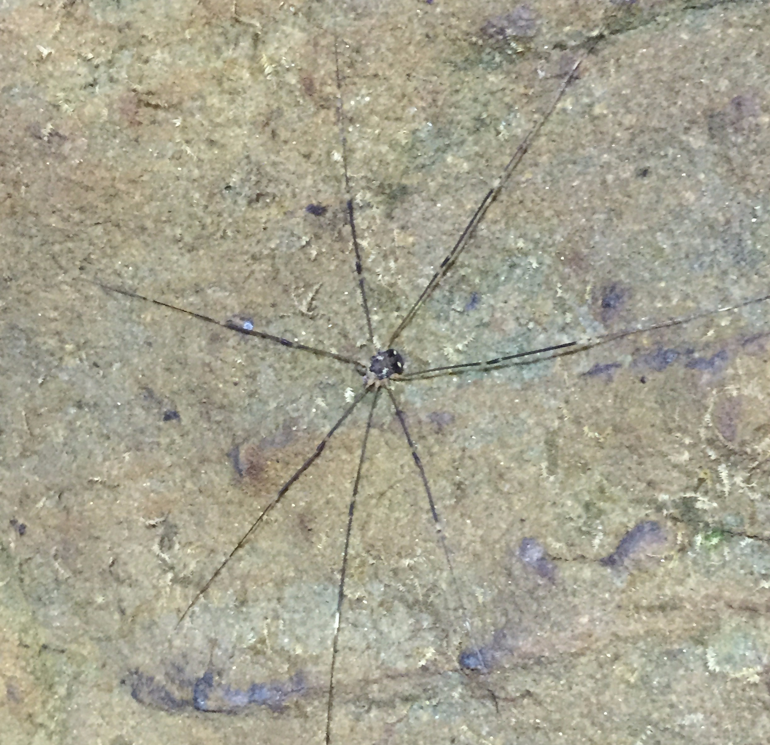 “Daddy long legs” is an impostor! – SpiderMentor