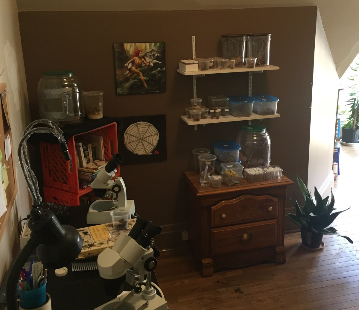 The Spider LaBORatory – SpiderMentor