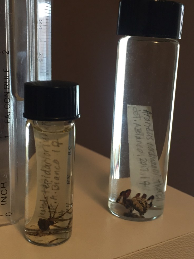 The Spider LaBORatory – SpiderMentor