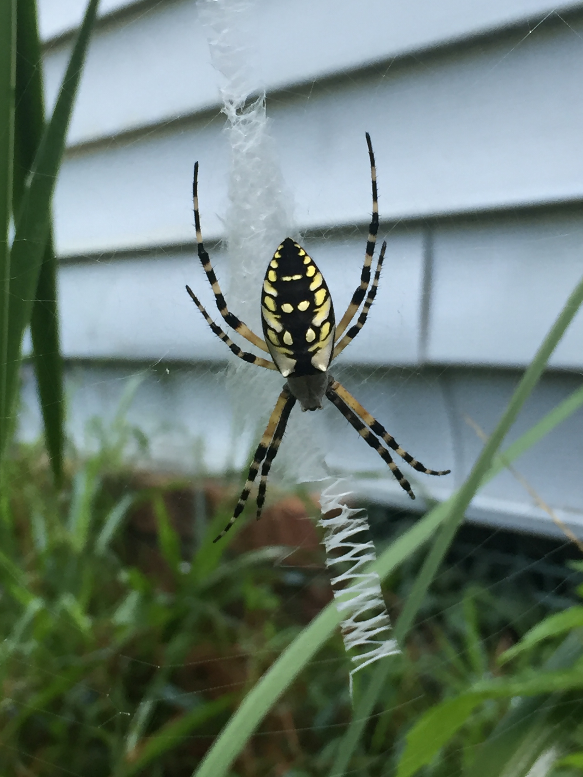 “Banana” Spider – SpiderMentor