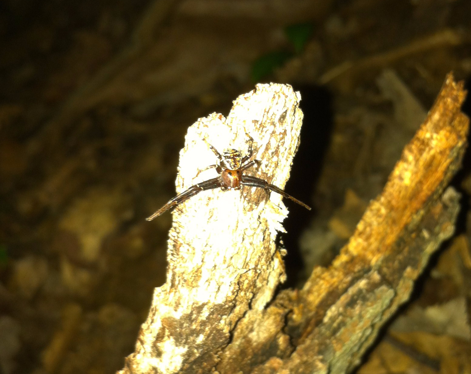 Crab spiders (Thomisidae) and “Thomas” – SpiderMentor