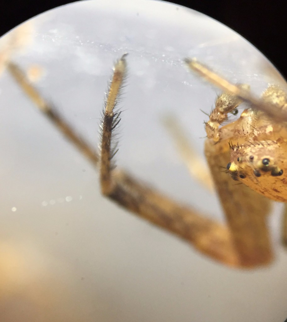 Crab spiders (Thomisidae) and “Thomas” – SpiderMentor