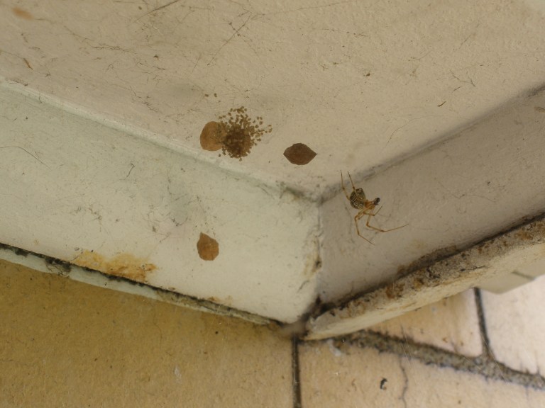 The Egg Sac Gallery – SpiderMentor