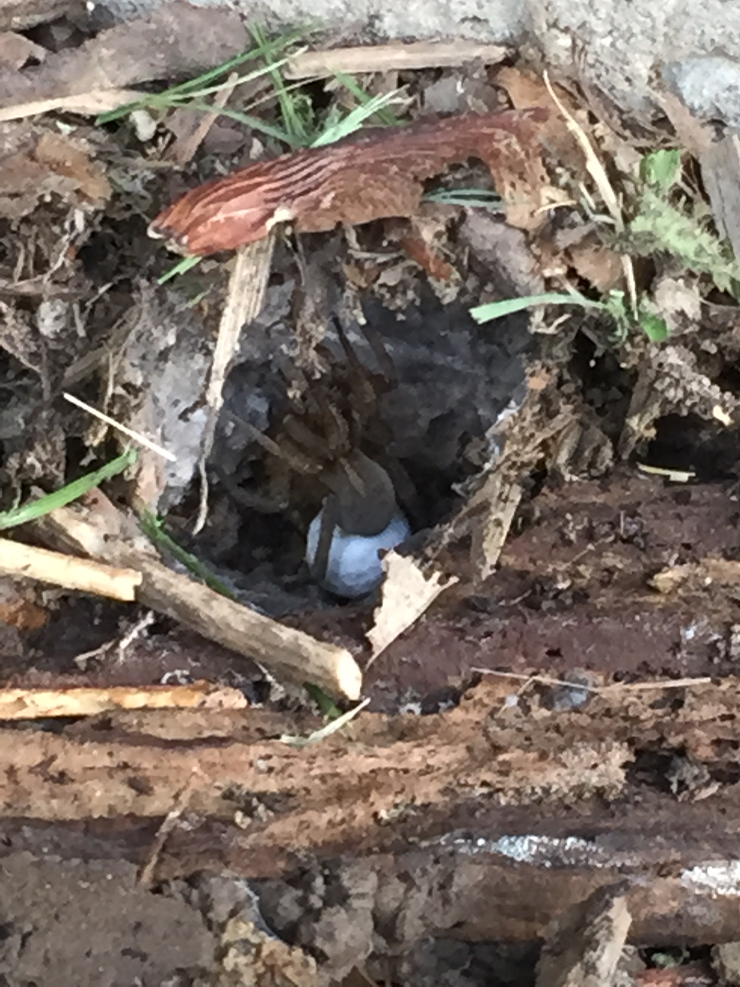 The Egg Sac Gallery – SpiderMentor