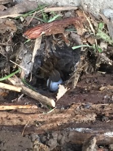 The Egg Sac Gallery – SpiderMentor