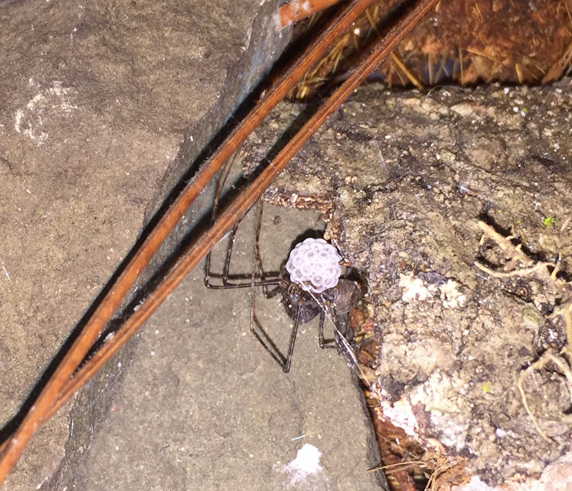 The Egg Sac Gallery – SpiderMentor