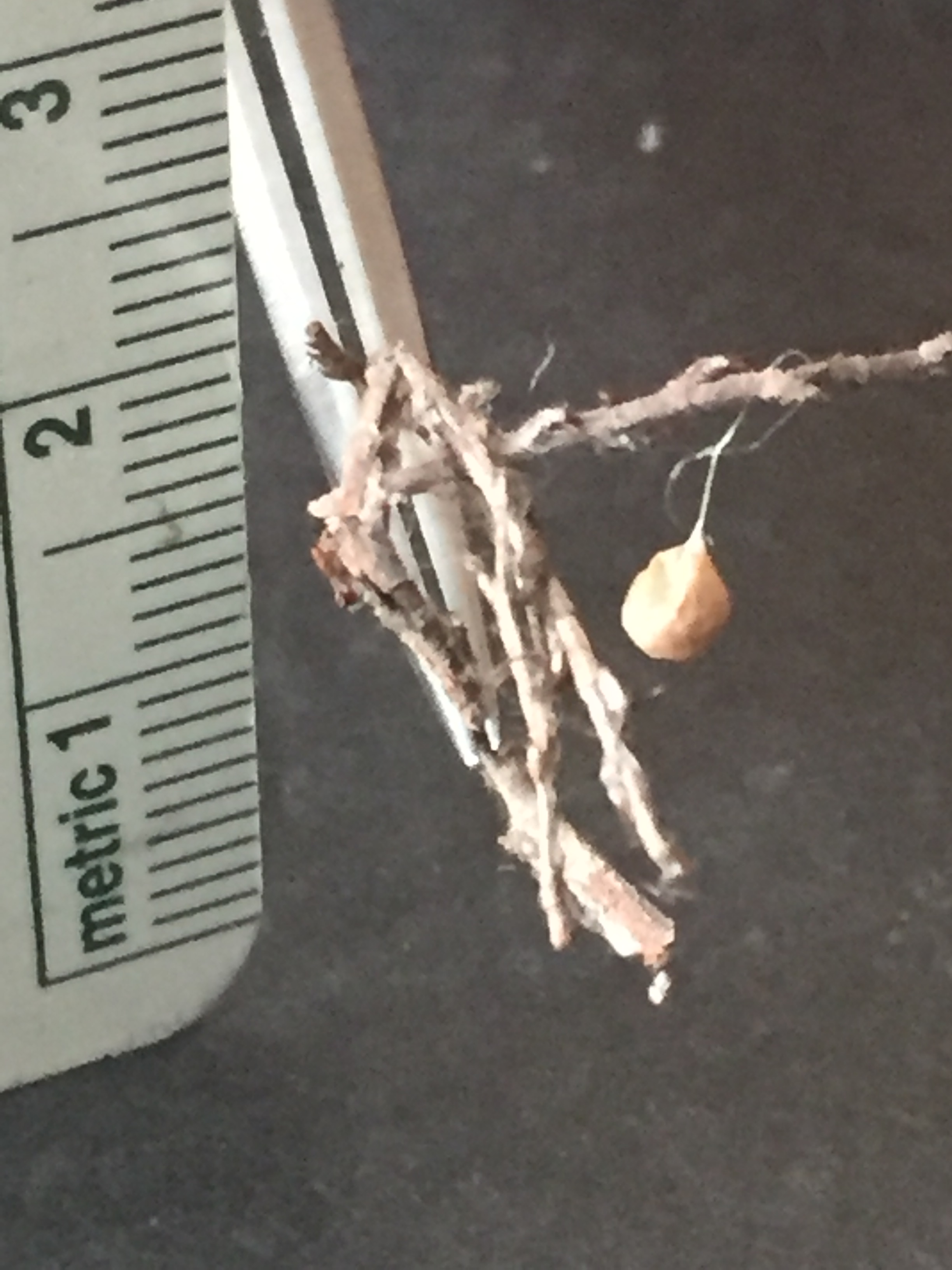 The Egg Sac Gallery – SpiderMentor