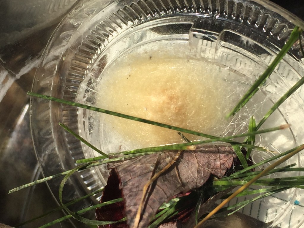 The Egg Sac Gallery – SpiderMentor