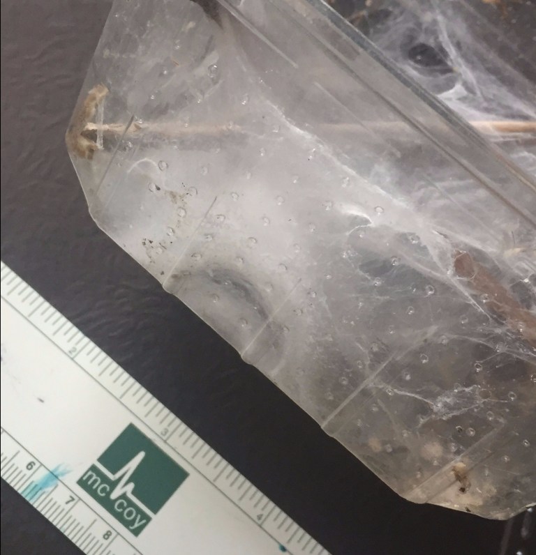 The Egg Sac Gallery – SpiderMentor