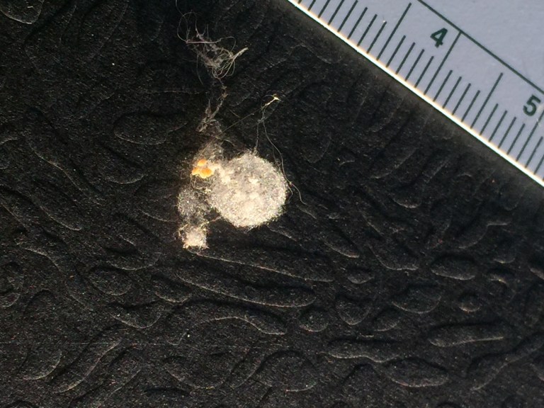 The Egg Sac Gallery – SpiderMentor