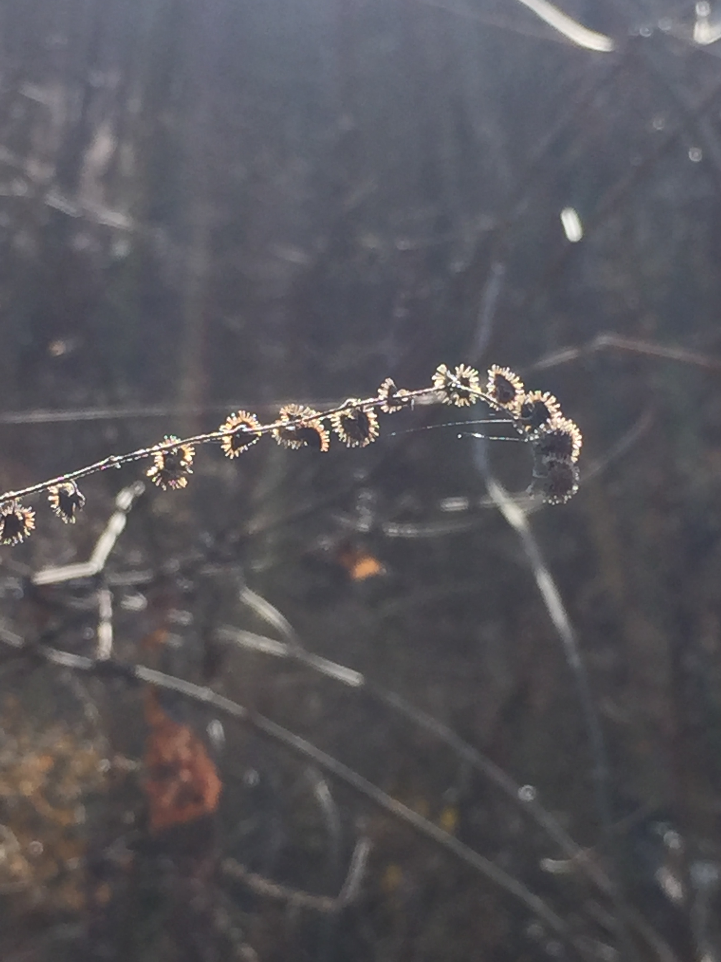 Spiders in Winter – they got this – SpiderMentor