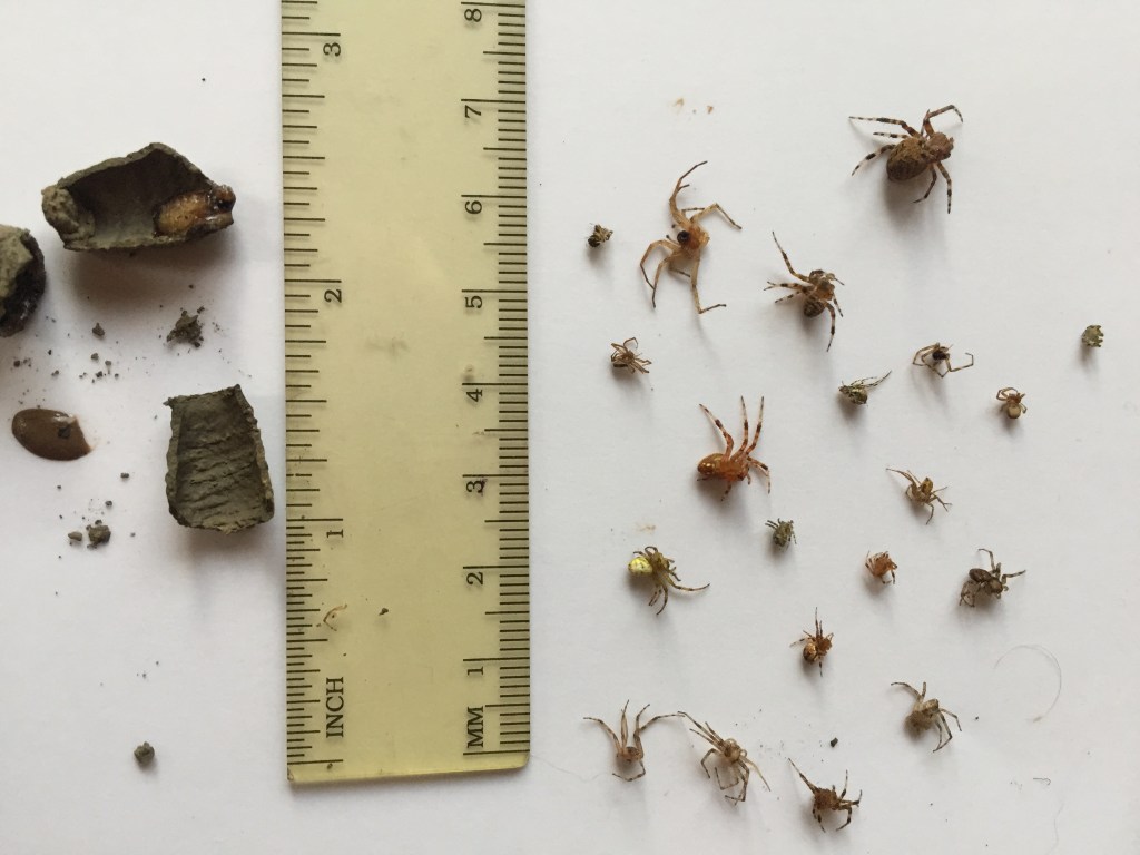 Murder Mystery in the Spider House – SpiderMentor