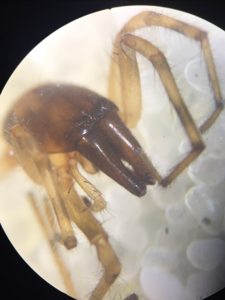 Murder Mystery in the Spider House – SpiderMentor