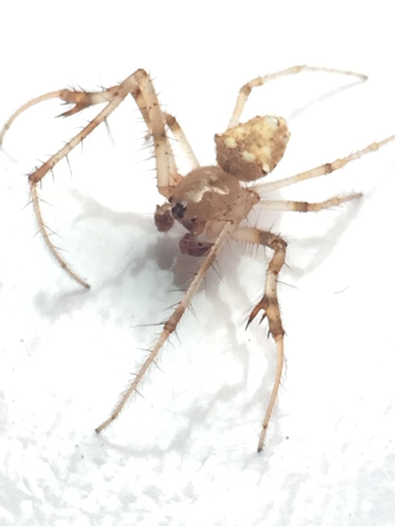 Murder Mystery in the Spider House – SpiderMentor