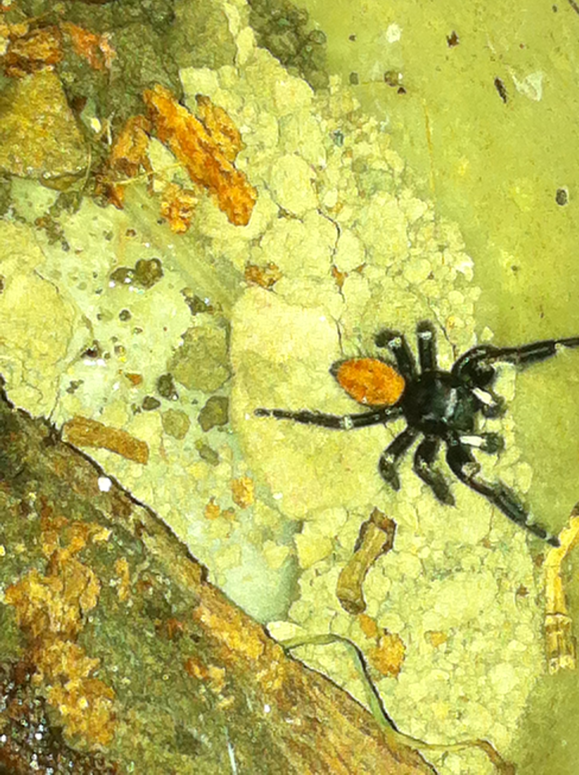 Jumping Spiders, the rockstars of the Araneae – SpiderMentor