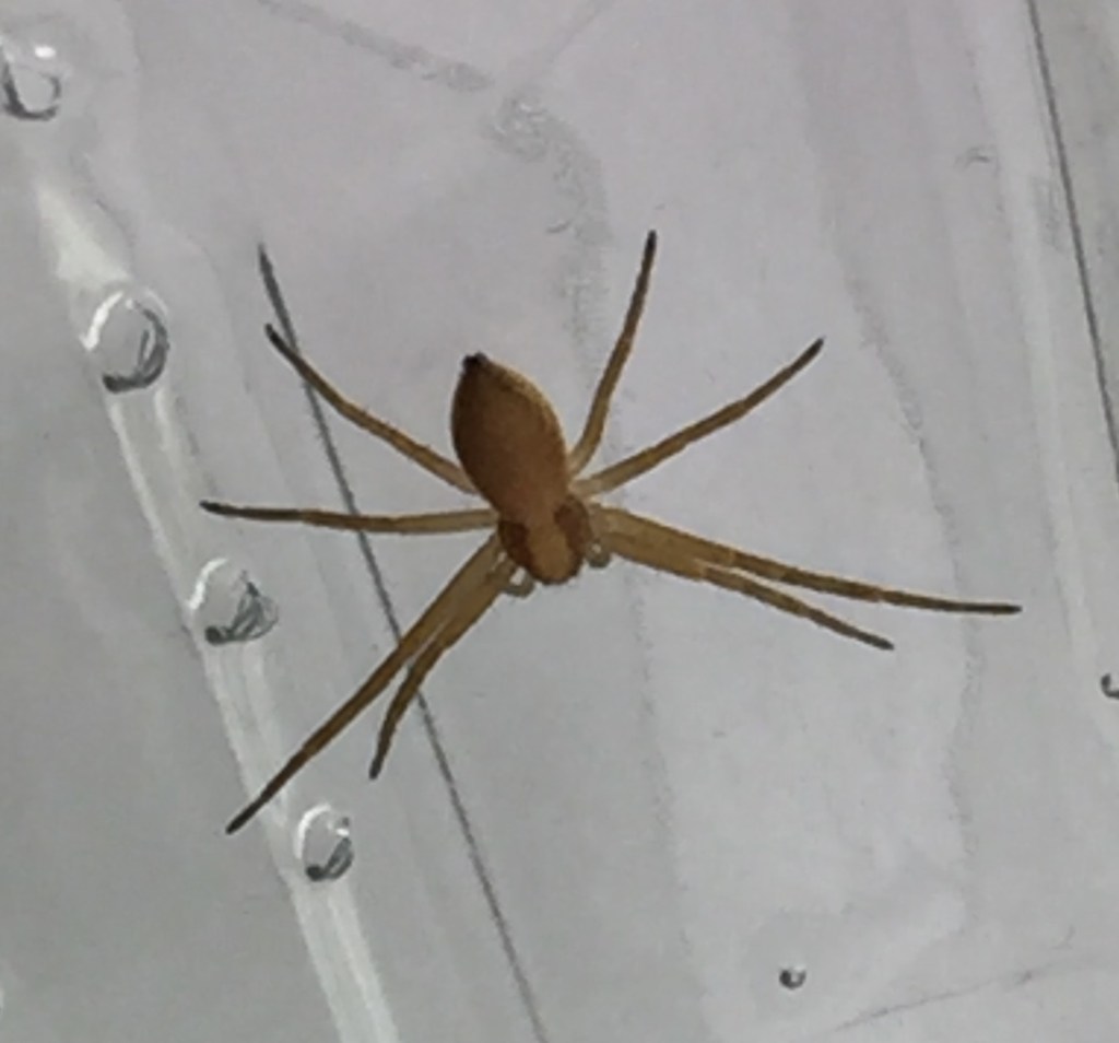 A Rundown on Running Crab Spiders – SpiderMentor