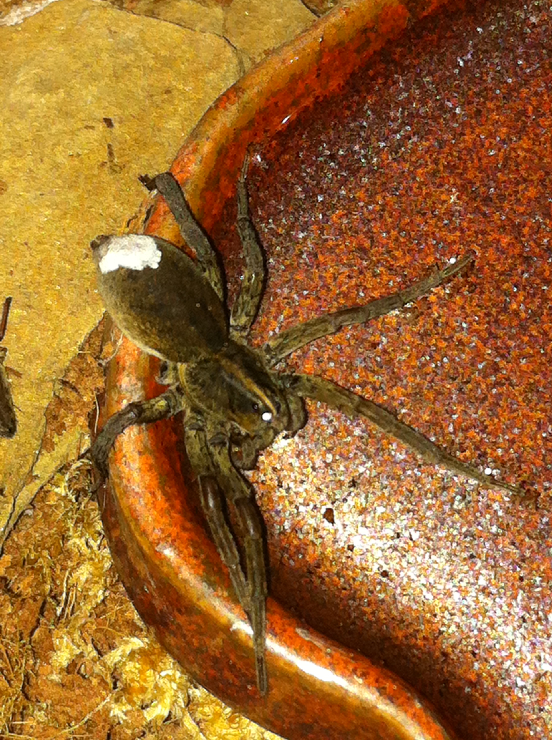 Do spiders get sick? – SpiderMentor