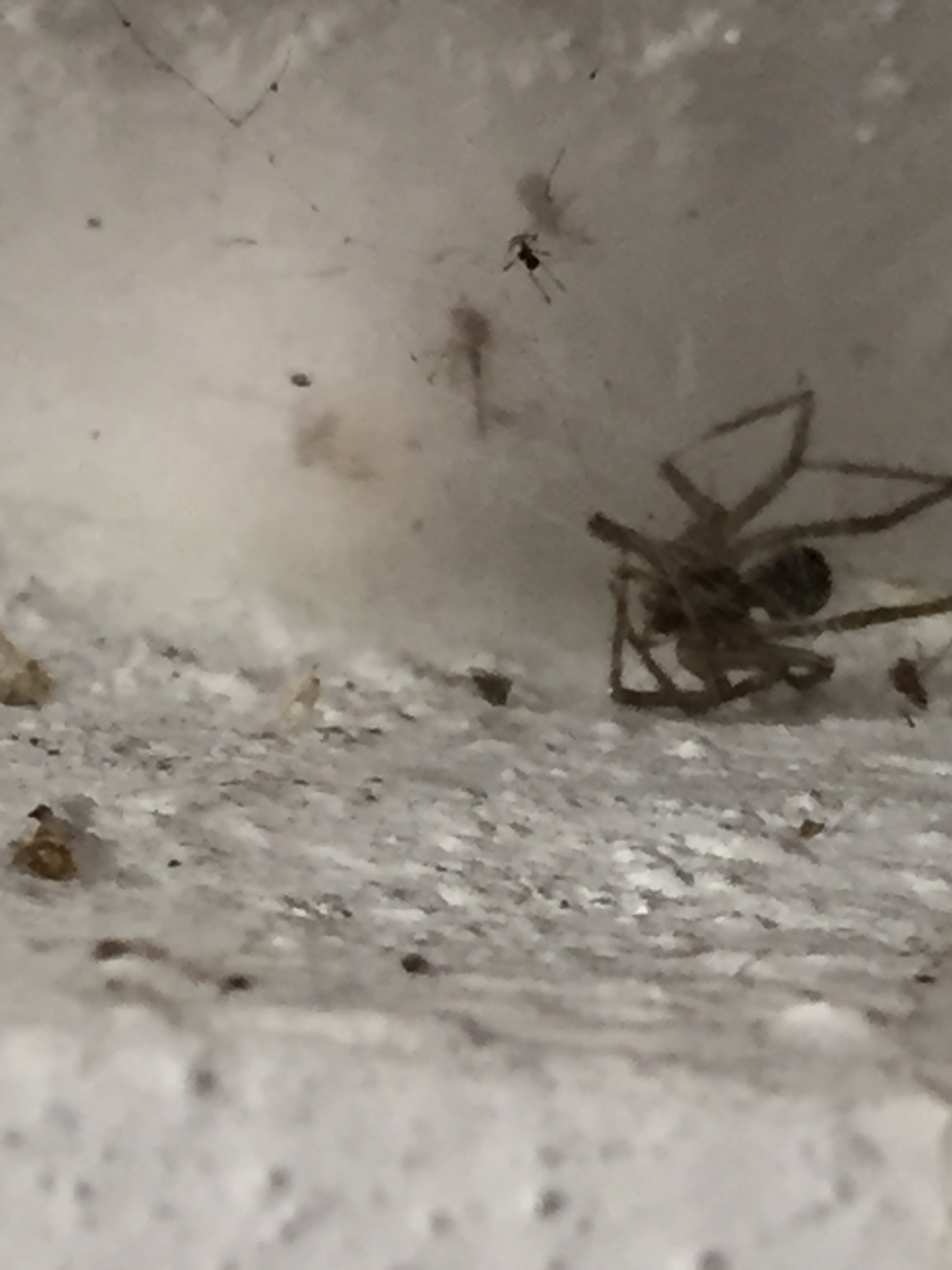 Do spiders get sick? – SpiderMentor