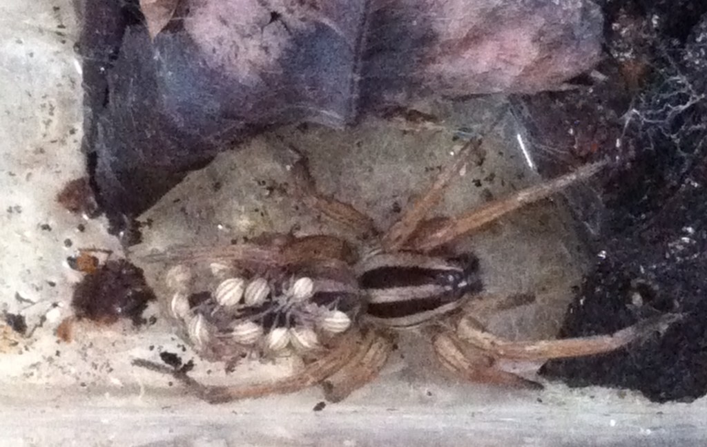 Do spiders get sick? – SpiderMentor