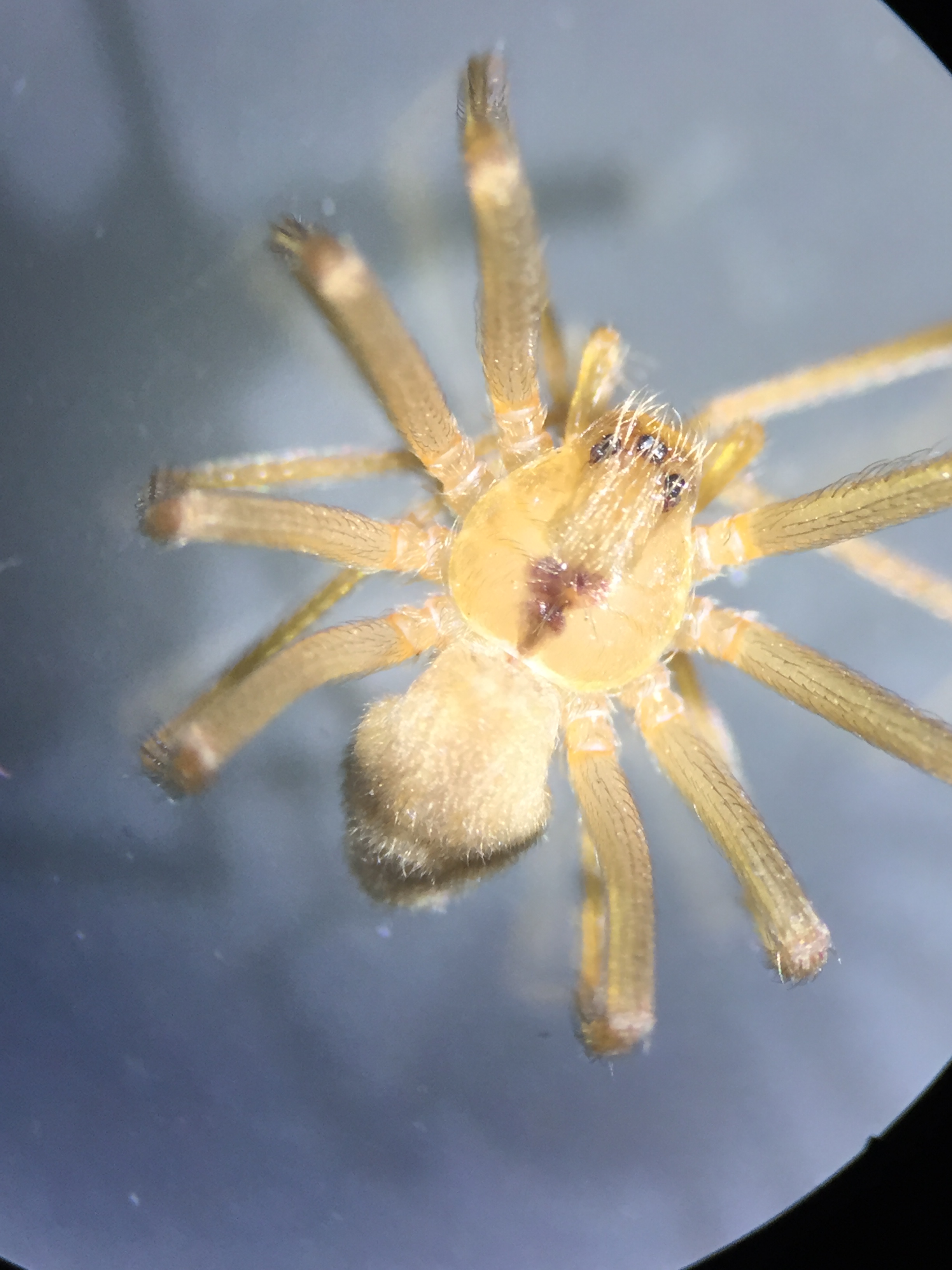Do spiders get sick? – SpiderMentor