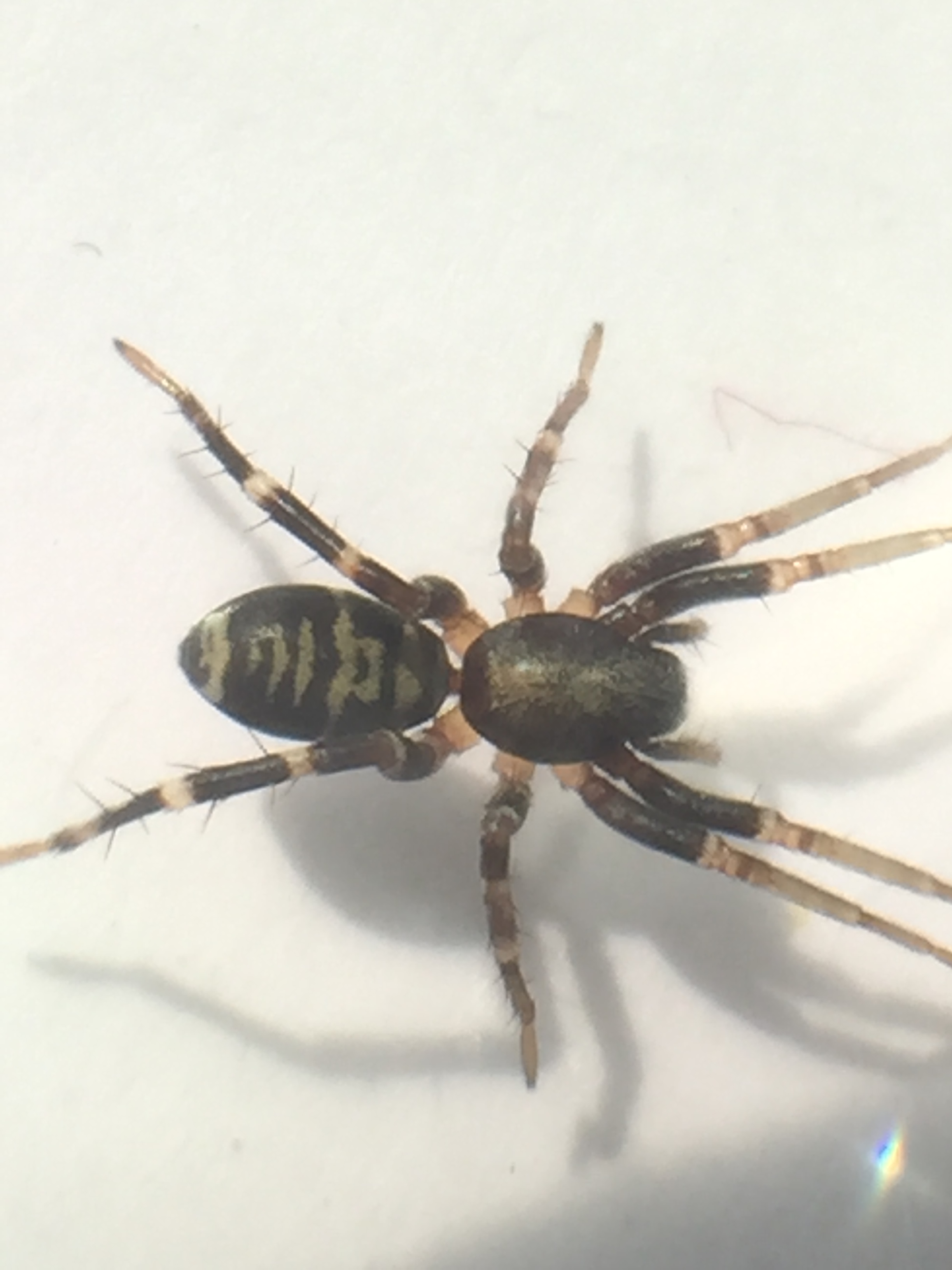 Do spiders get sick? – SpiderMentor