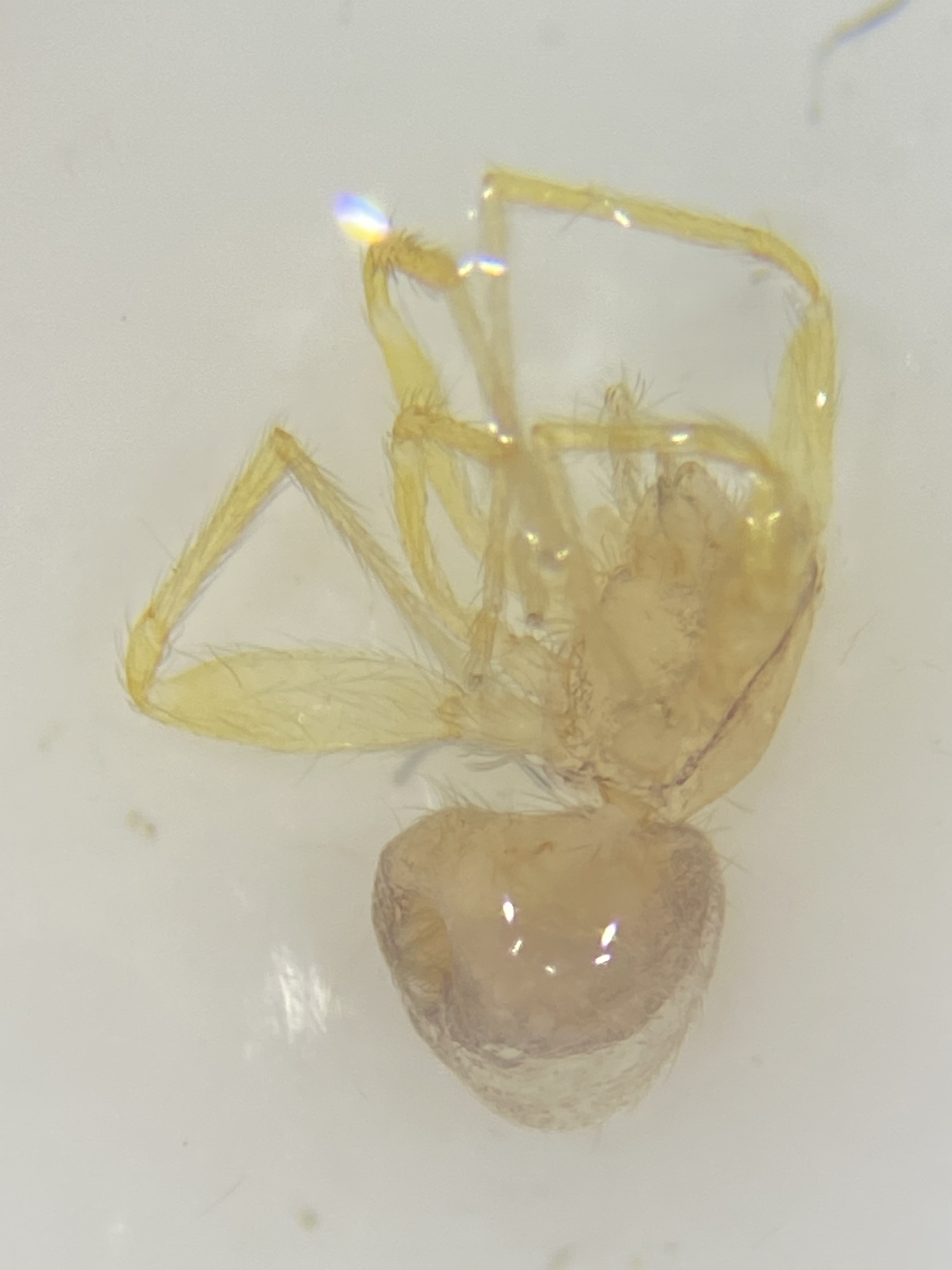 Meeting the Goblin Spider – SpiderMentor