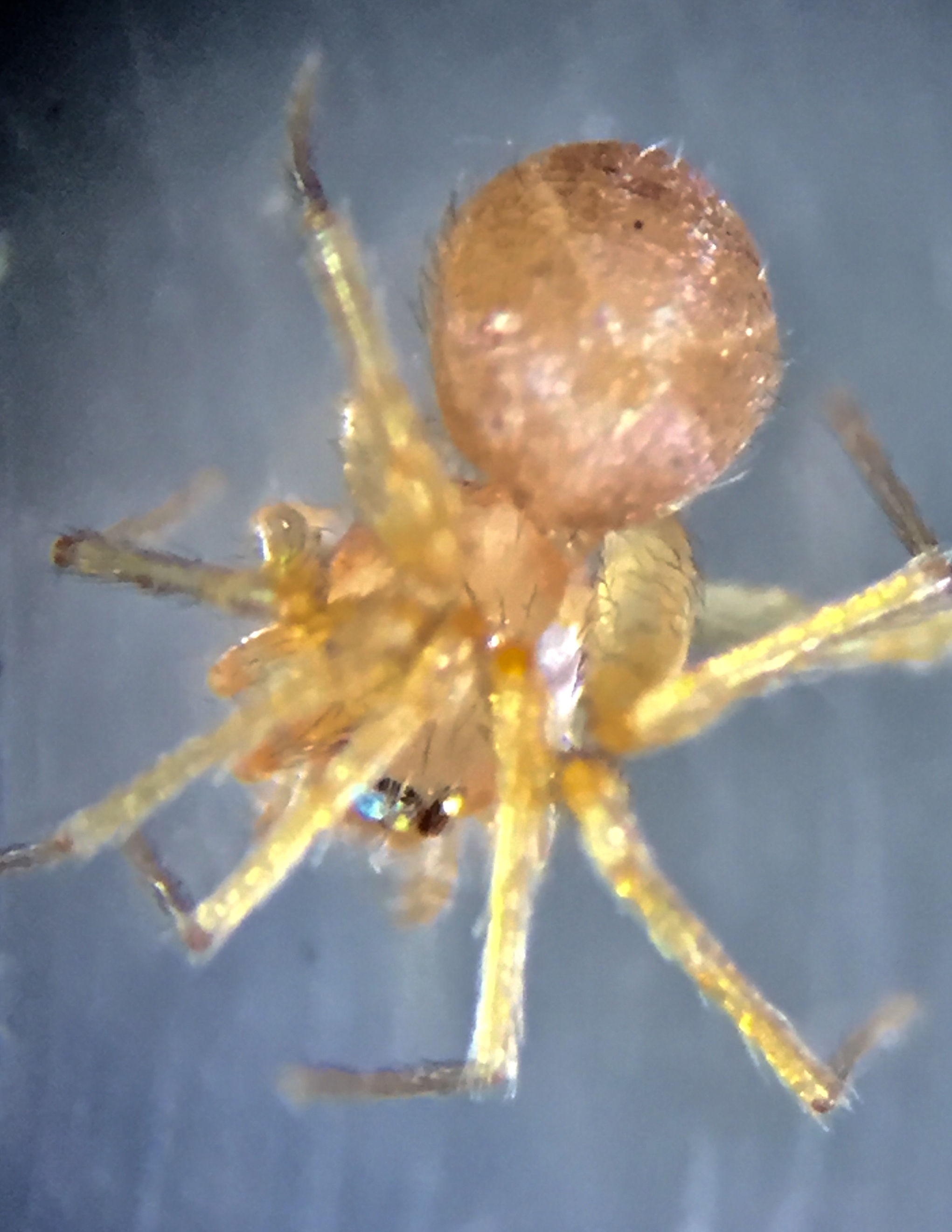 Meeting the Goblin Spider – SpiderMentor
