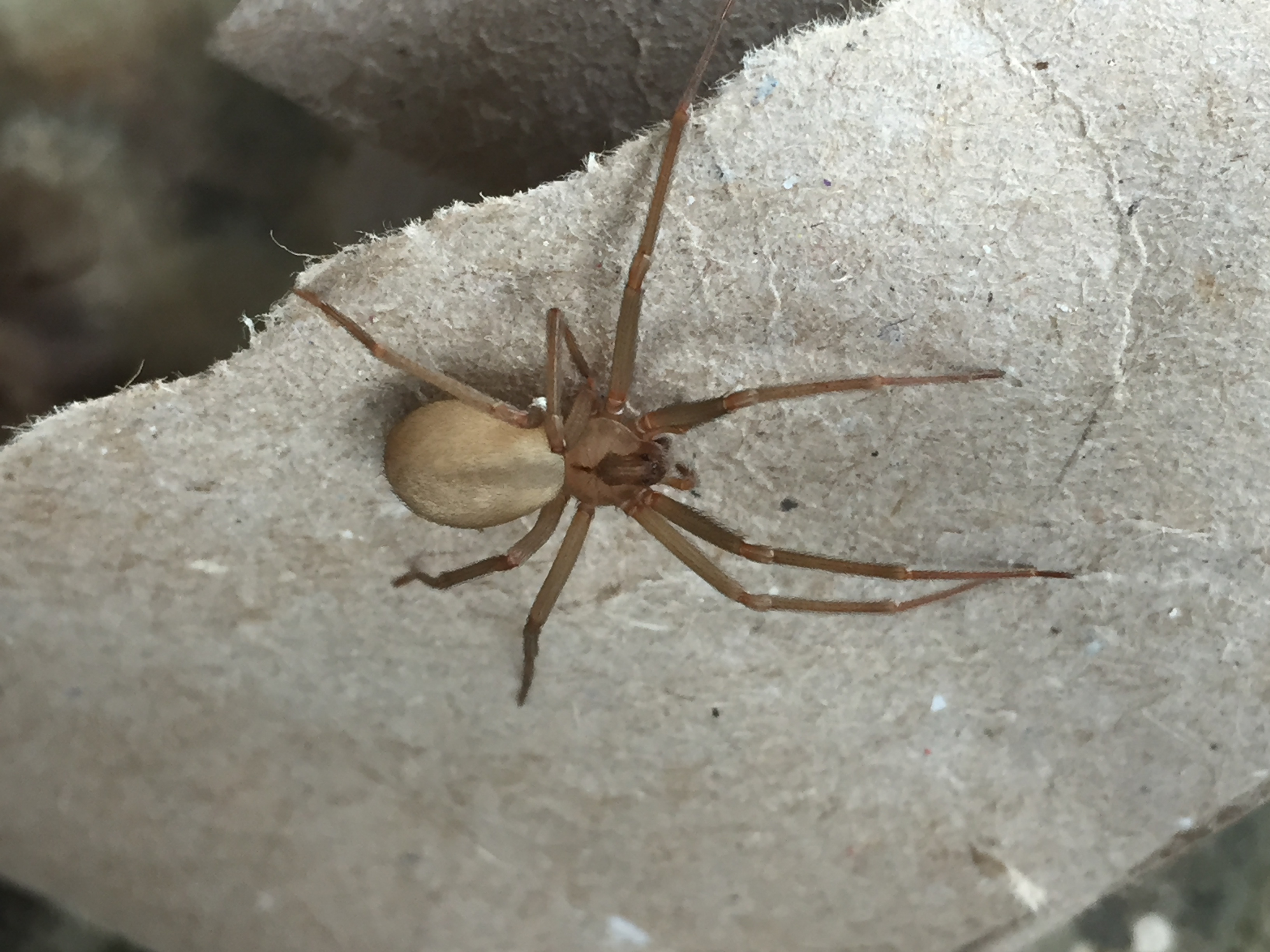 Southern House Spider – SpiderMentor