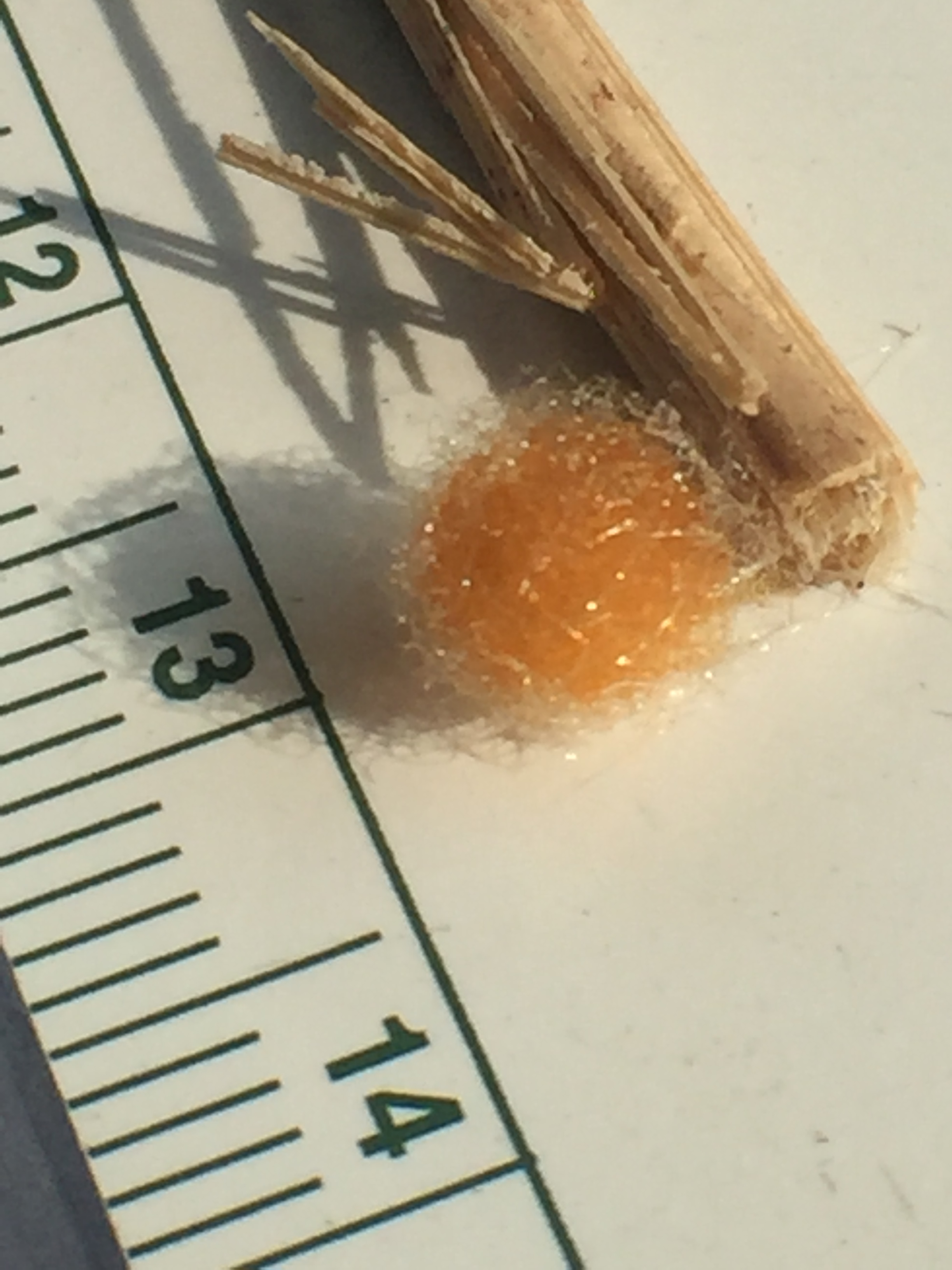 Egg Sac Gallery 2 – SpiderMentor