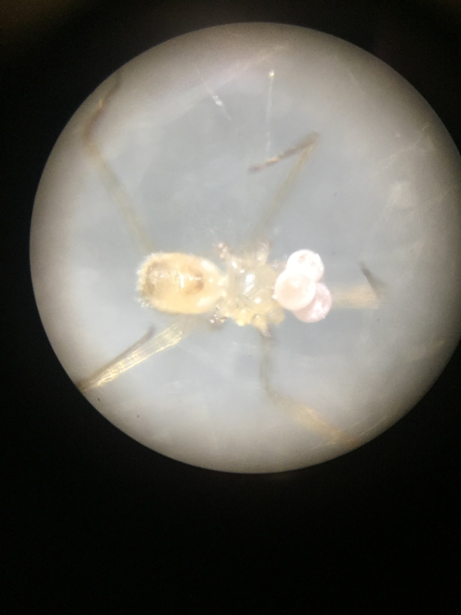 Egg Sac Gallery 2 – SpiderMentor