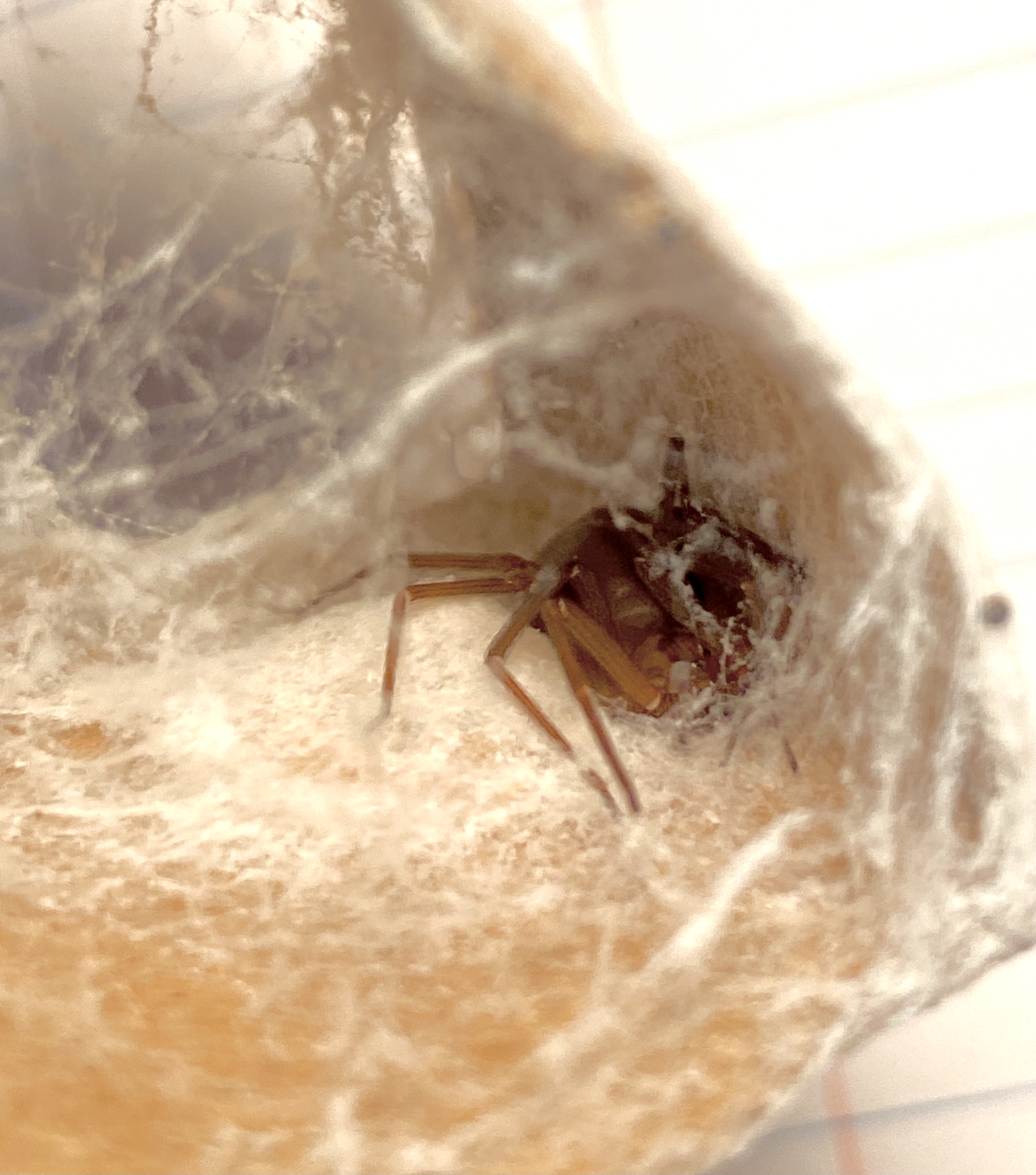 Egg Sac Gallery 2 Spidermentor