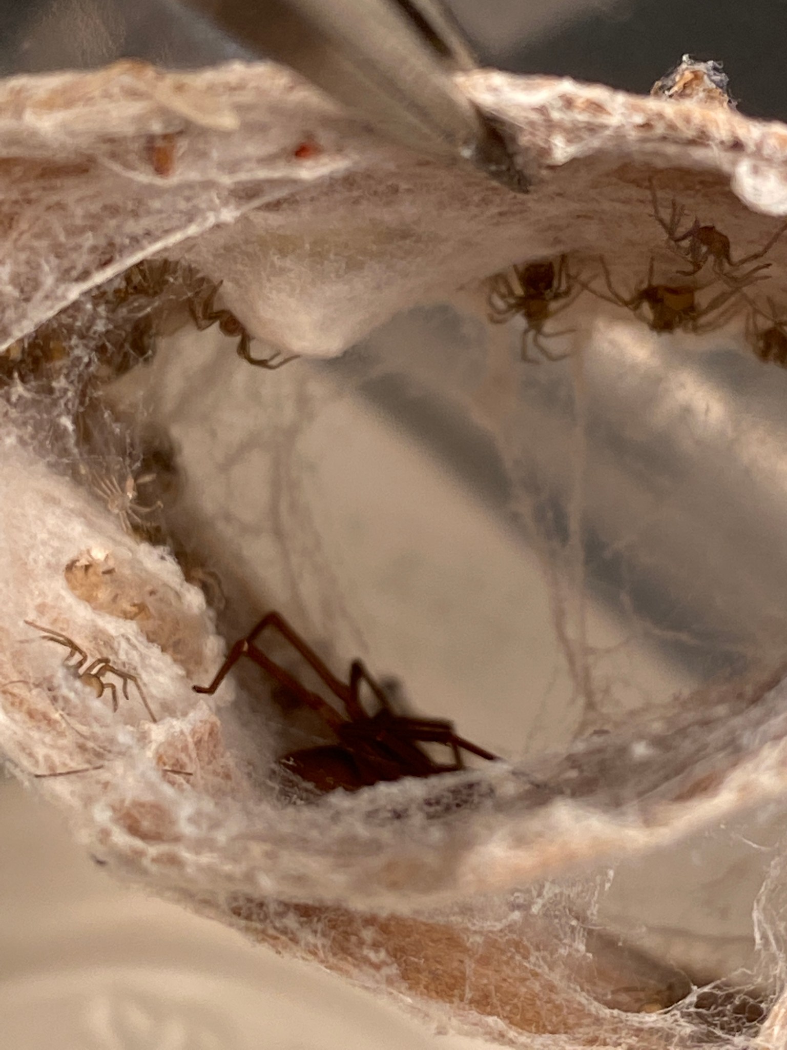 Egg Sac Gallery 2 Spidermentor