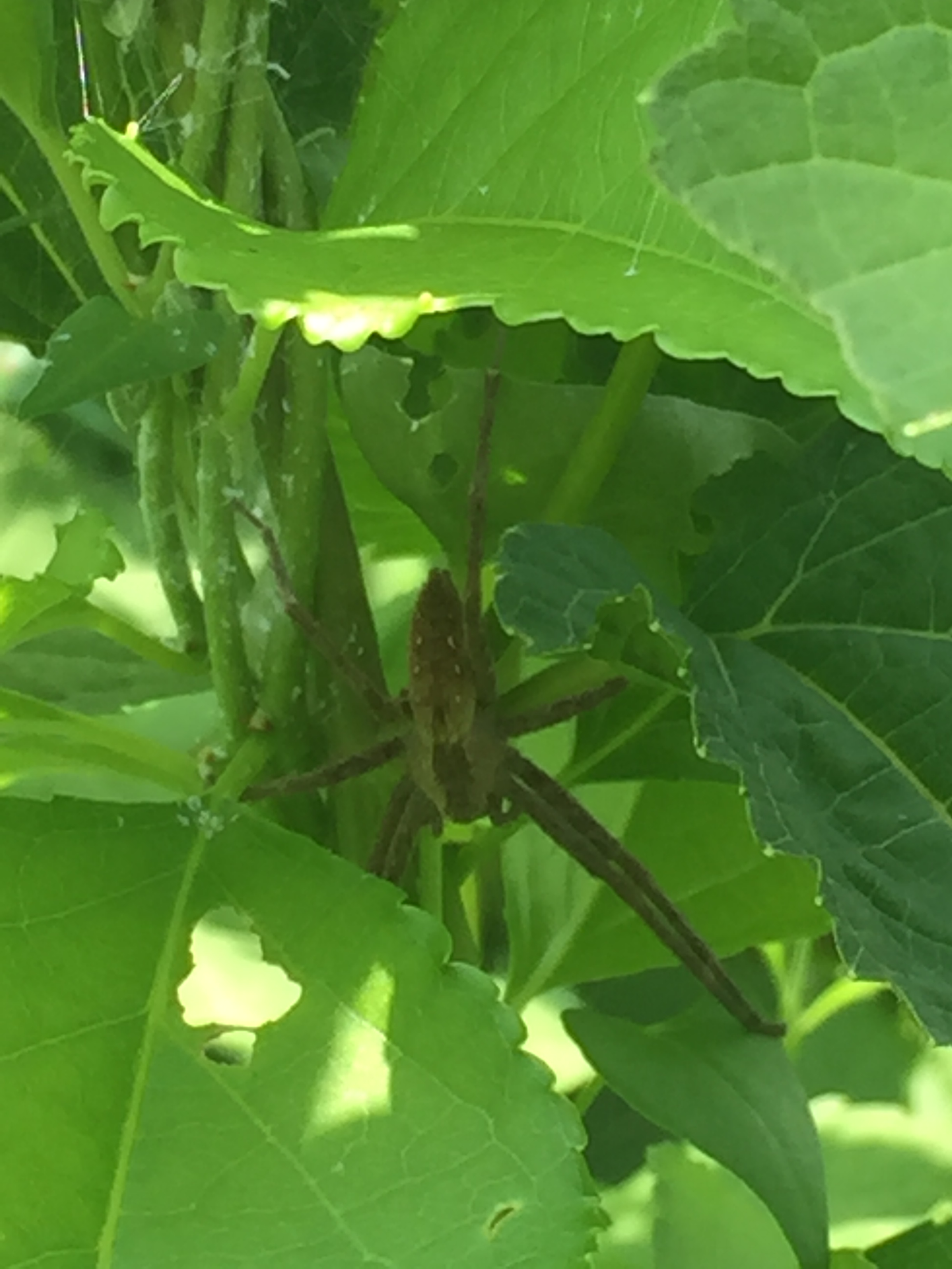 Egg Sac Gallery 2 – SpiderMentor