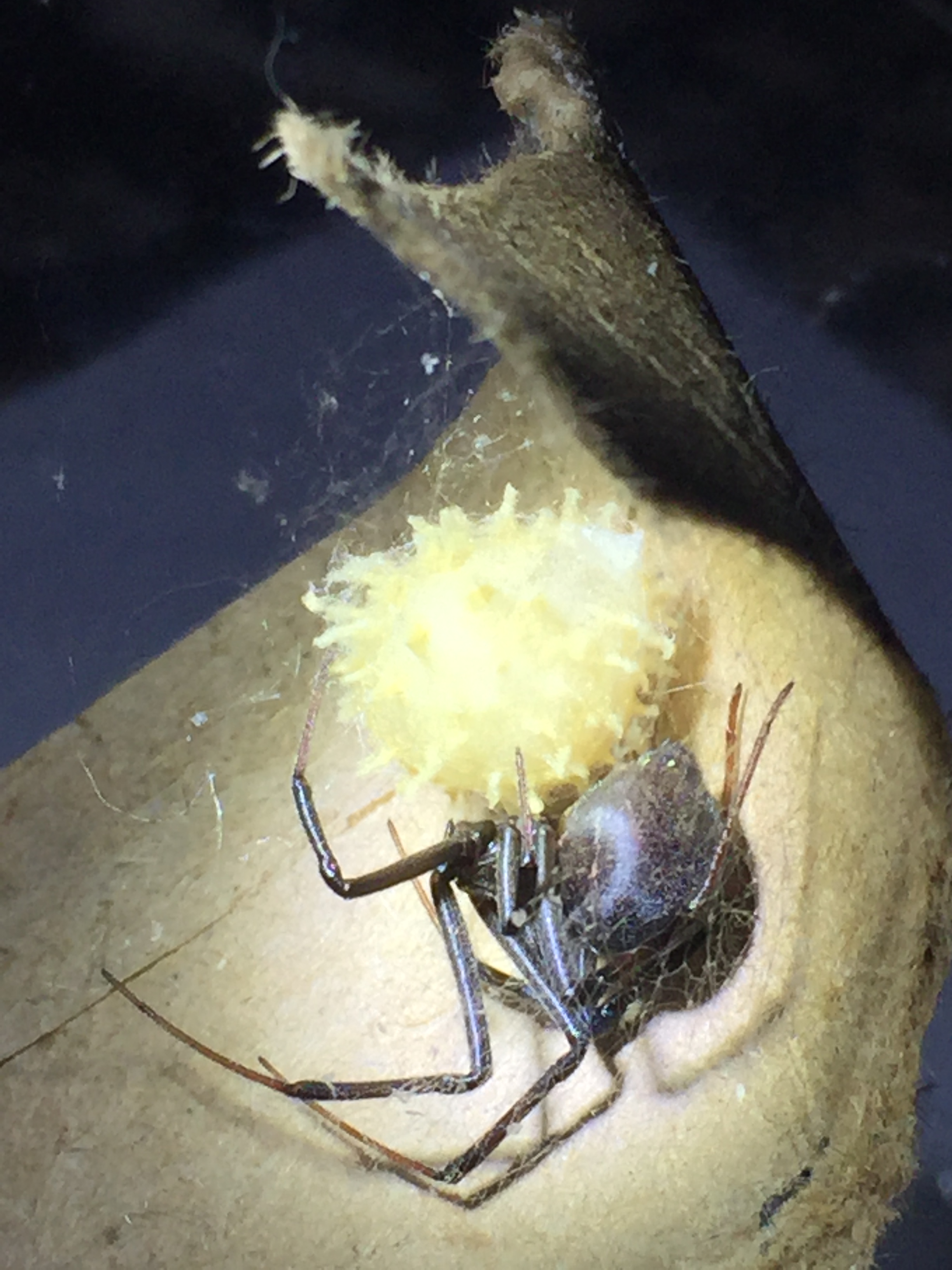Egg Sac Gallery 2 – SpiderMentor