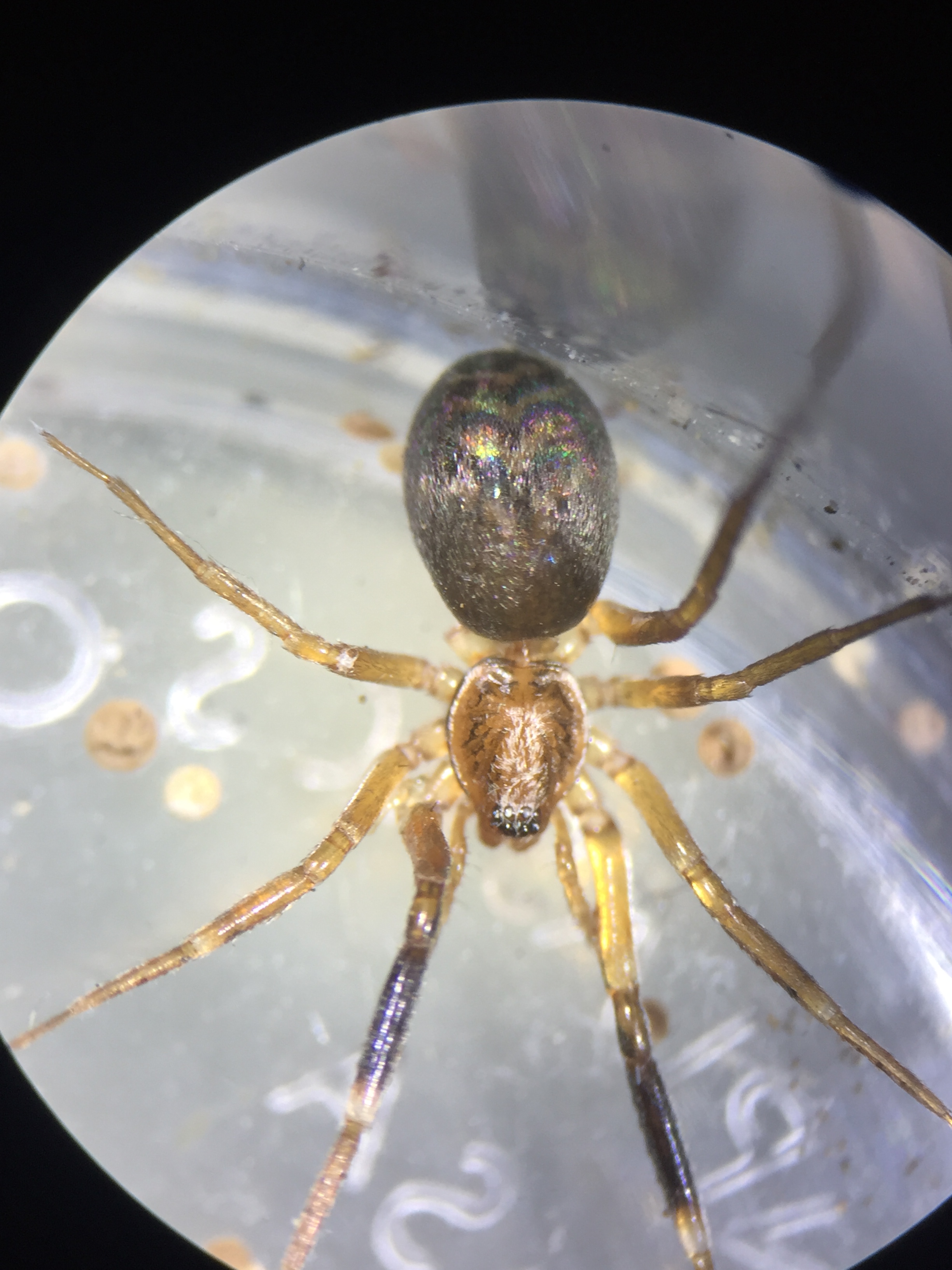 Egg Sac Gallery 2 – SpiderMentor