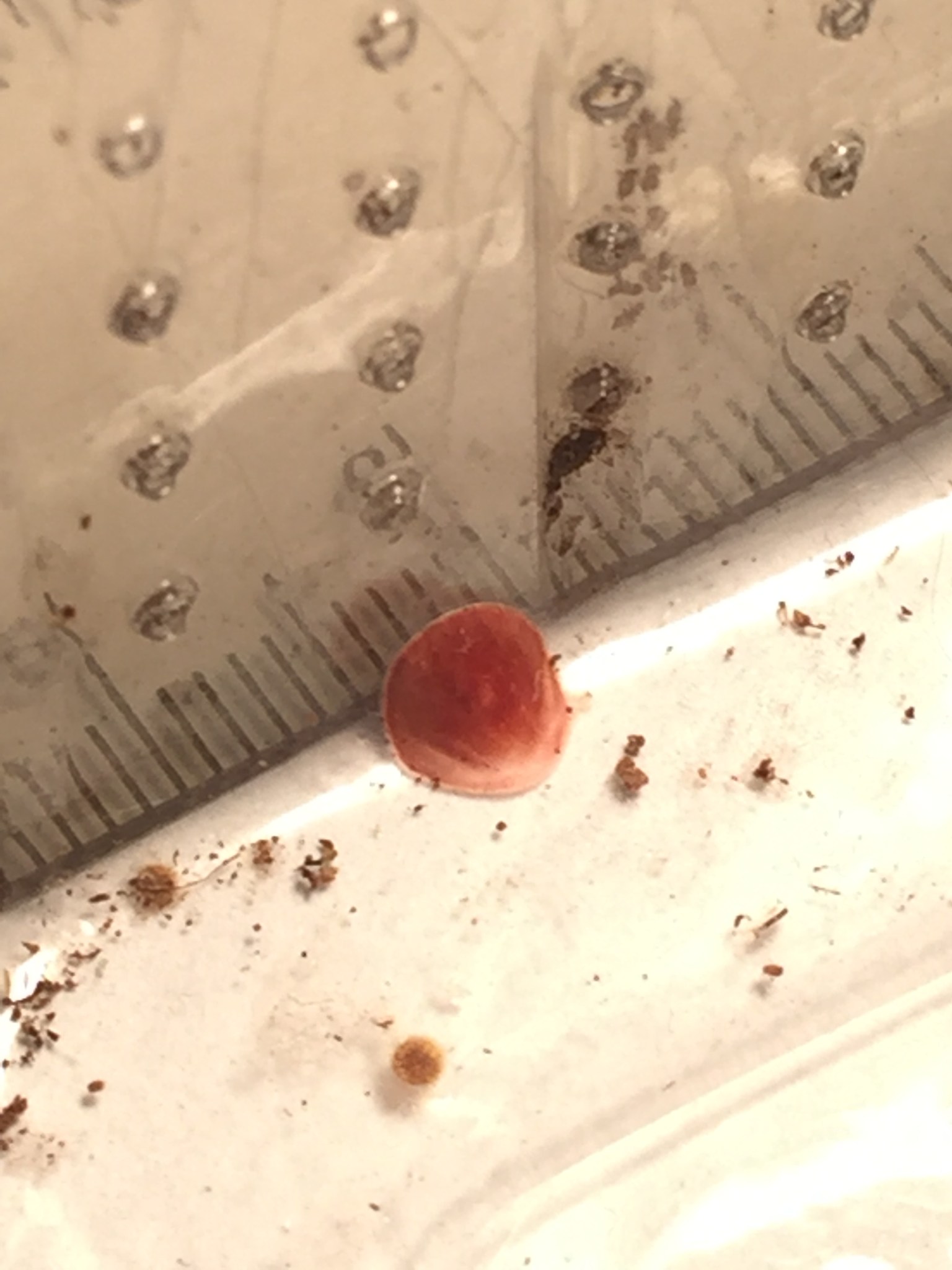 Egg Sac Gallery 2 – SpiderMentor