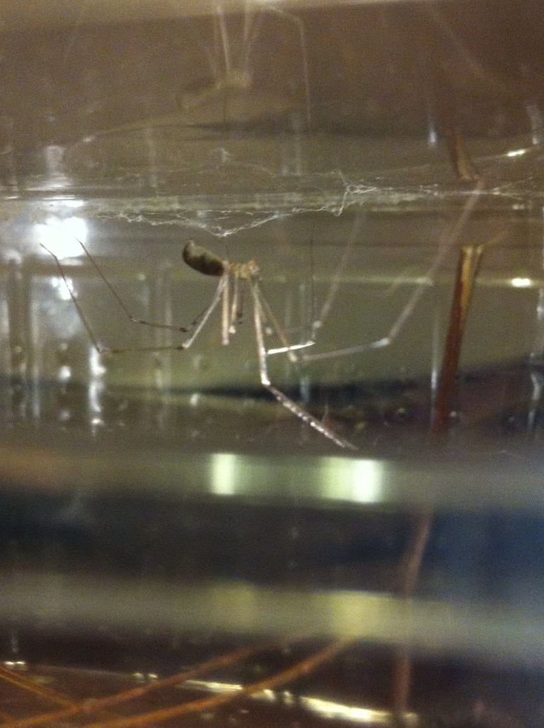 Egg Sac Gallery 2 – SpiderMentor