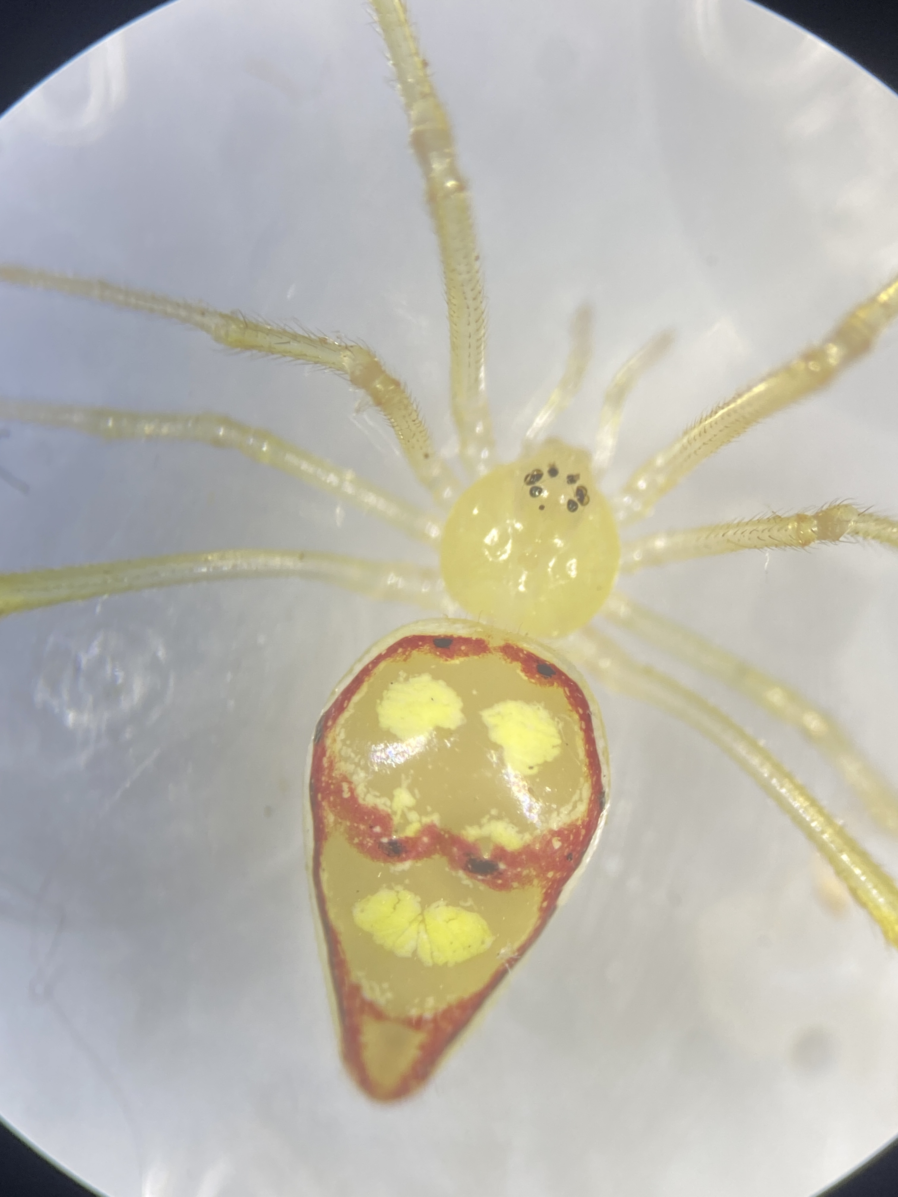 Smiley-Faced Spider – SpiderMentor