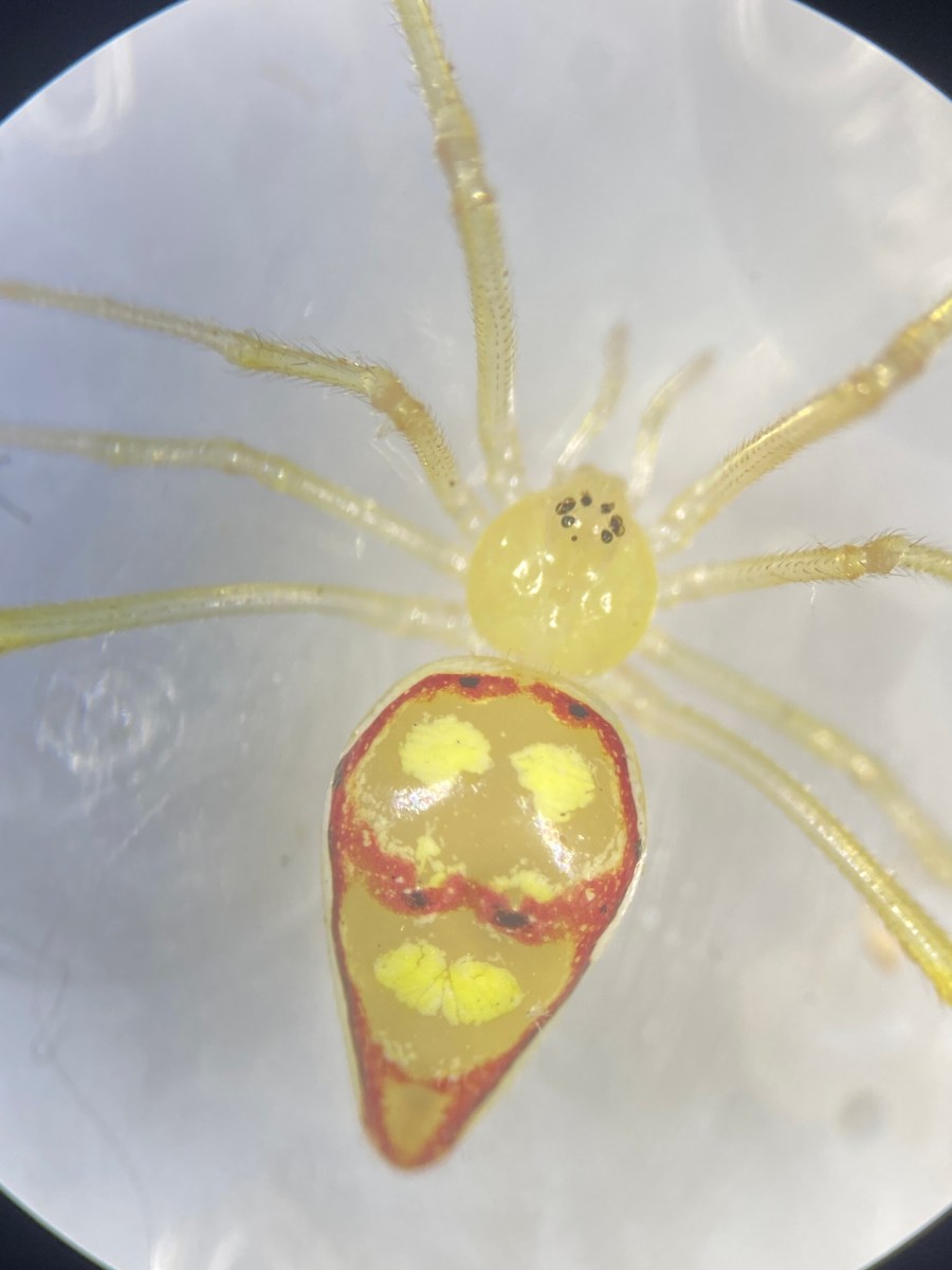 Smiley-Faced Spider – SpiderMentor